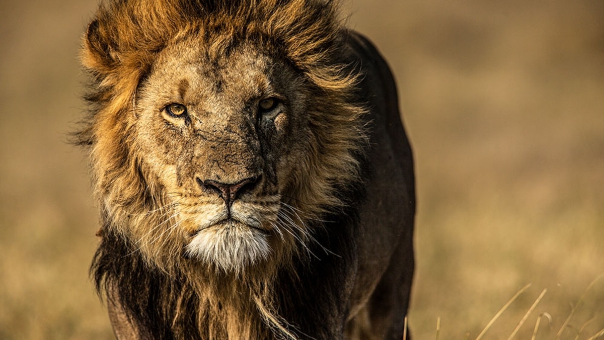 How this technology is saving lions