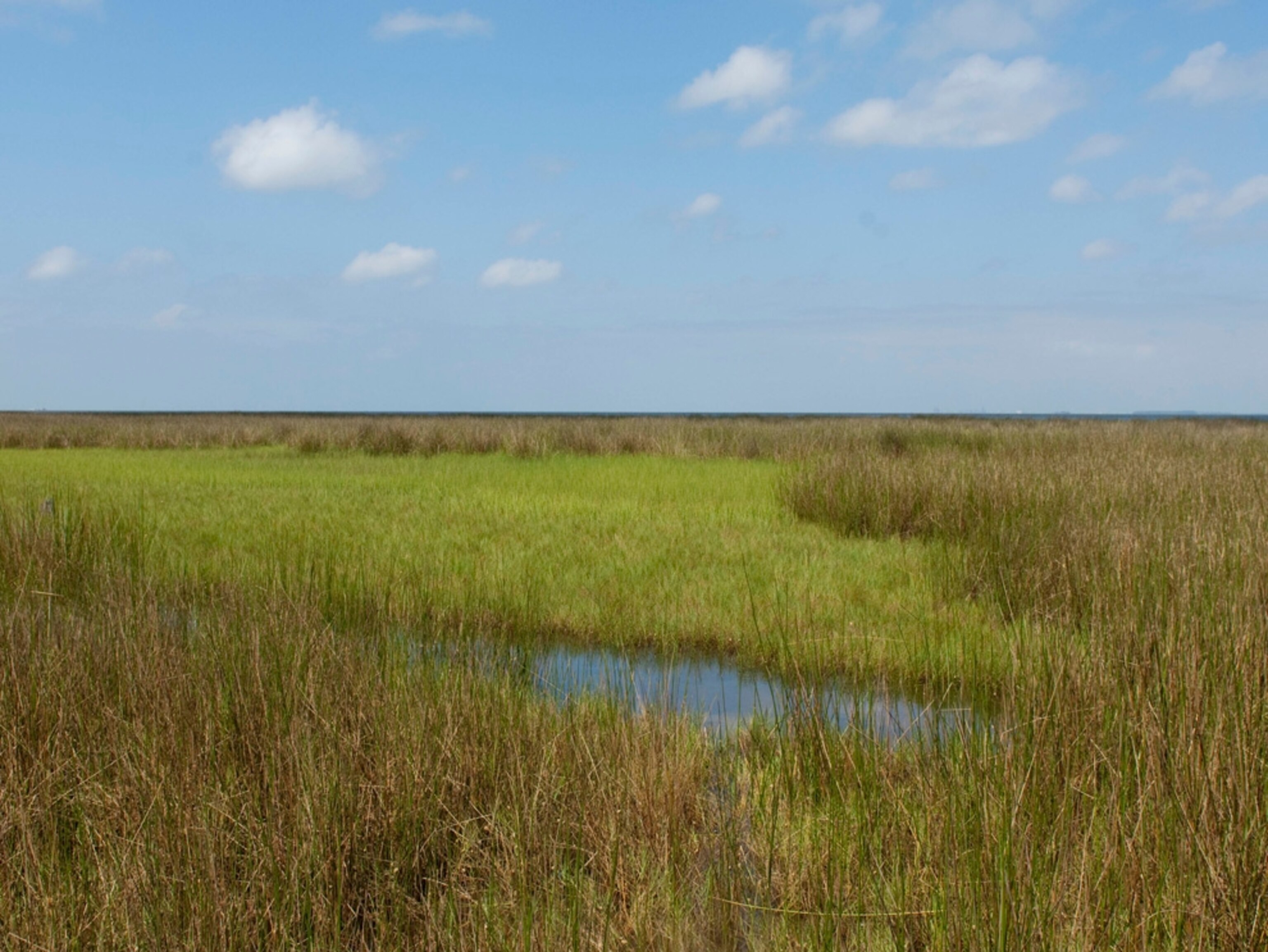 Oil Spill to Slowly Poison Alabama Marsh? | National Geographic