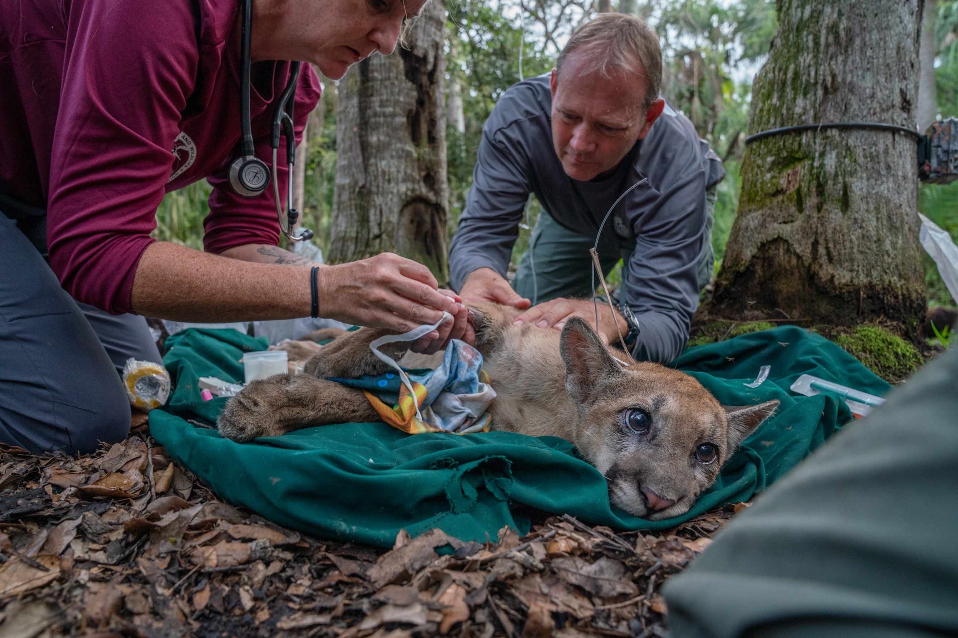 A mysterious neurological disease is afflicting endangered Florida panthers