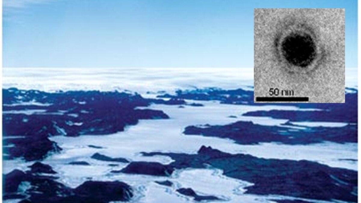 Antarctic lake hints at a world of virus-attacking viruses | National ...