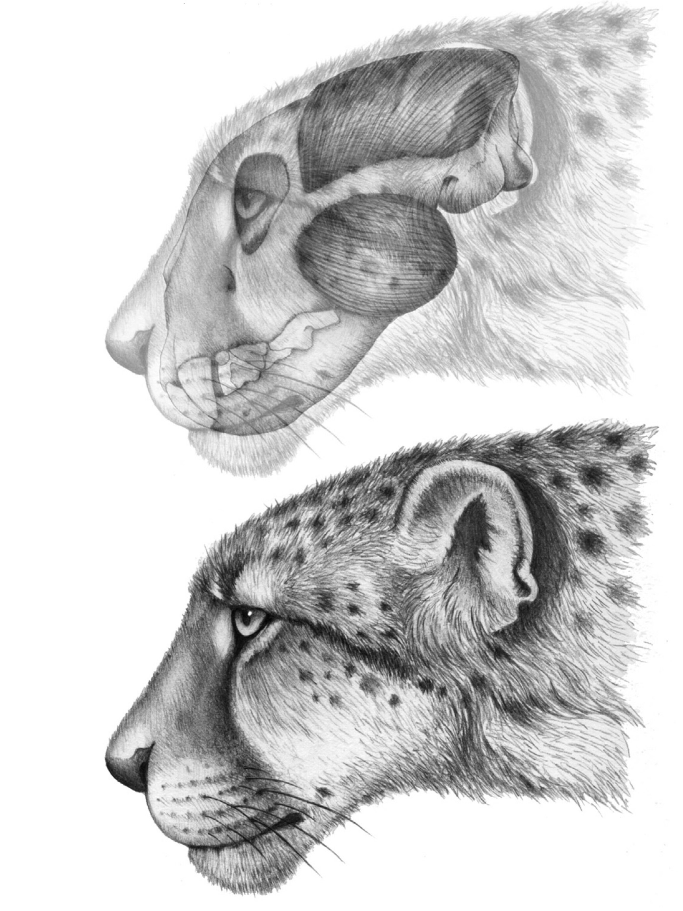 Life in the Slow(er) Lane: Revisiting the Long-Lost Giant Cheetah