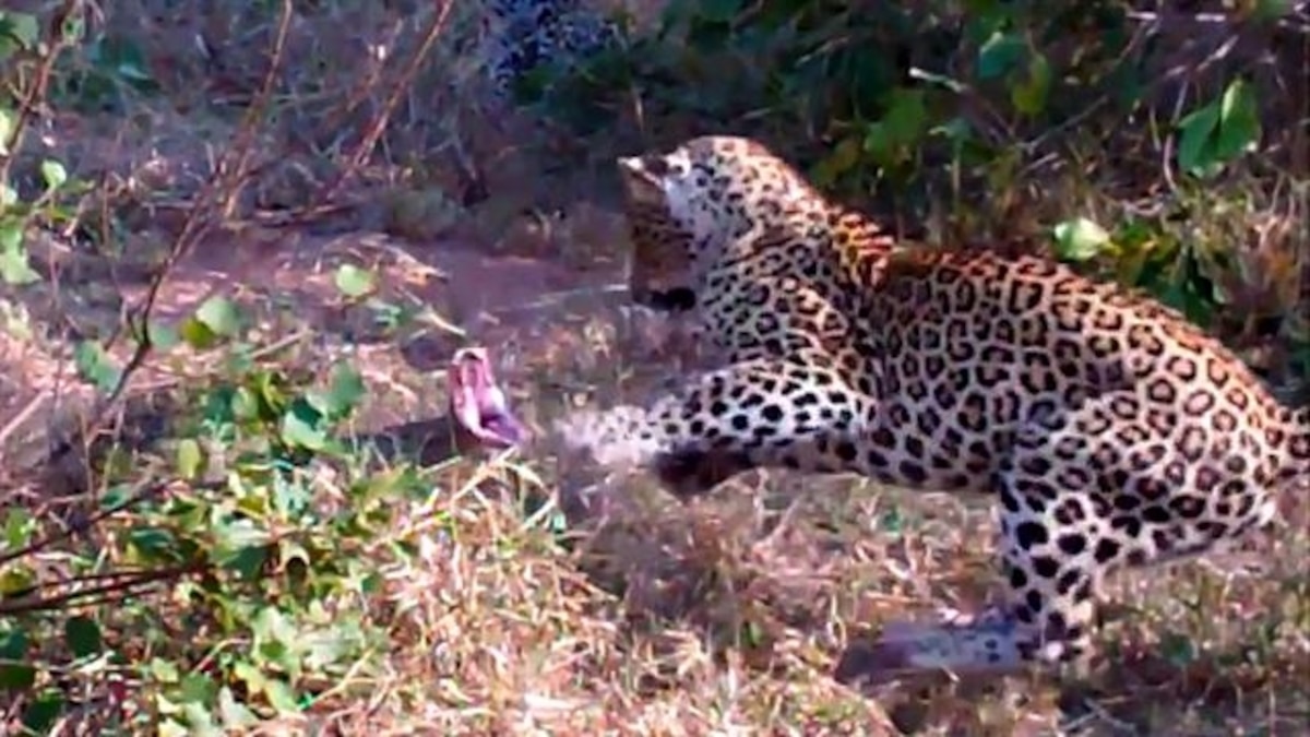 Watch a Huge Snake Battle a Mother Leopard and Cub | National Geographic