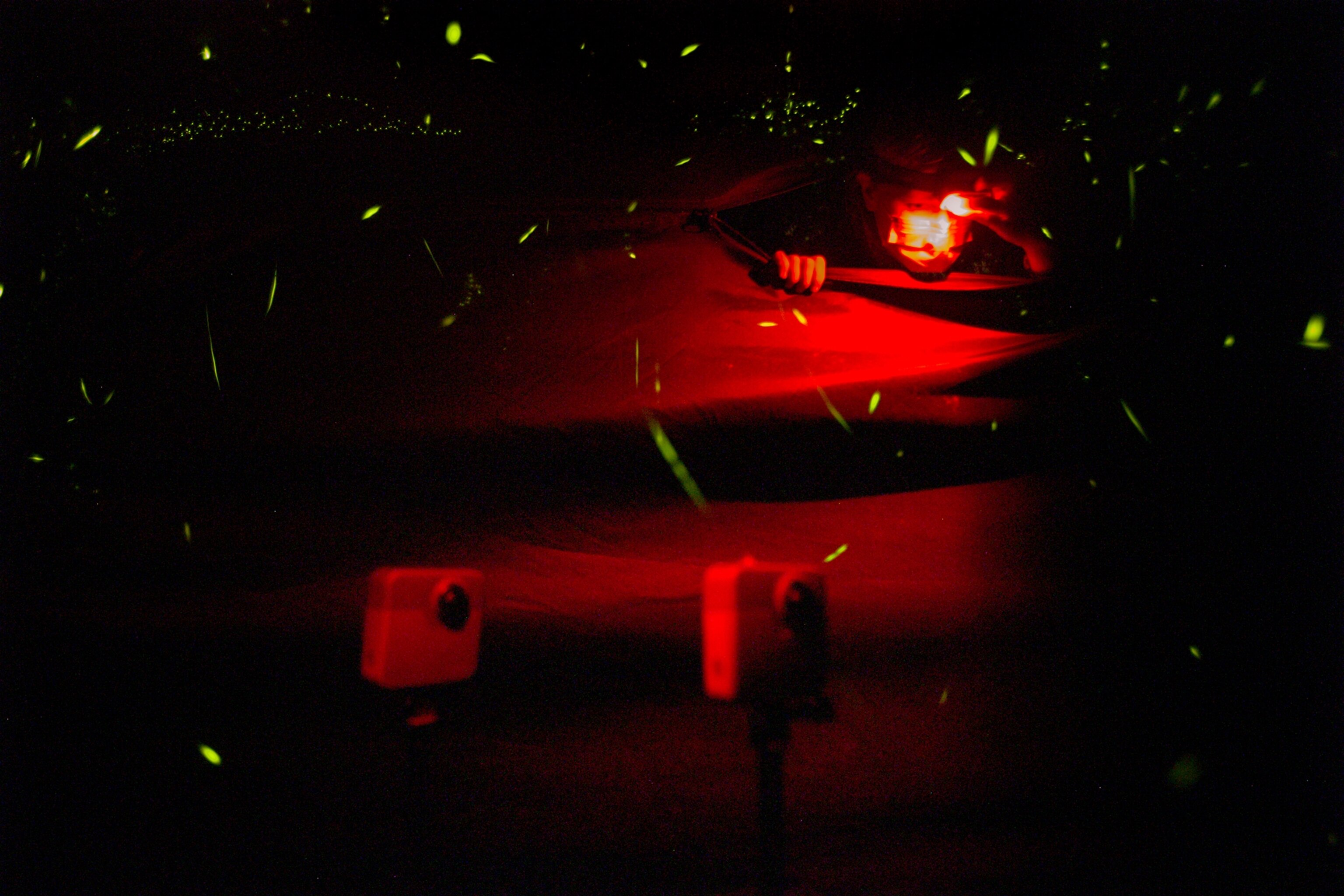 A rare look at fireflies that blink in unison, in a forest without tourists