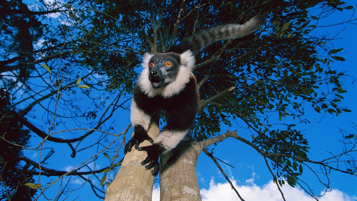 Endangered Species that Need Protection | National Geographic
