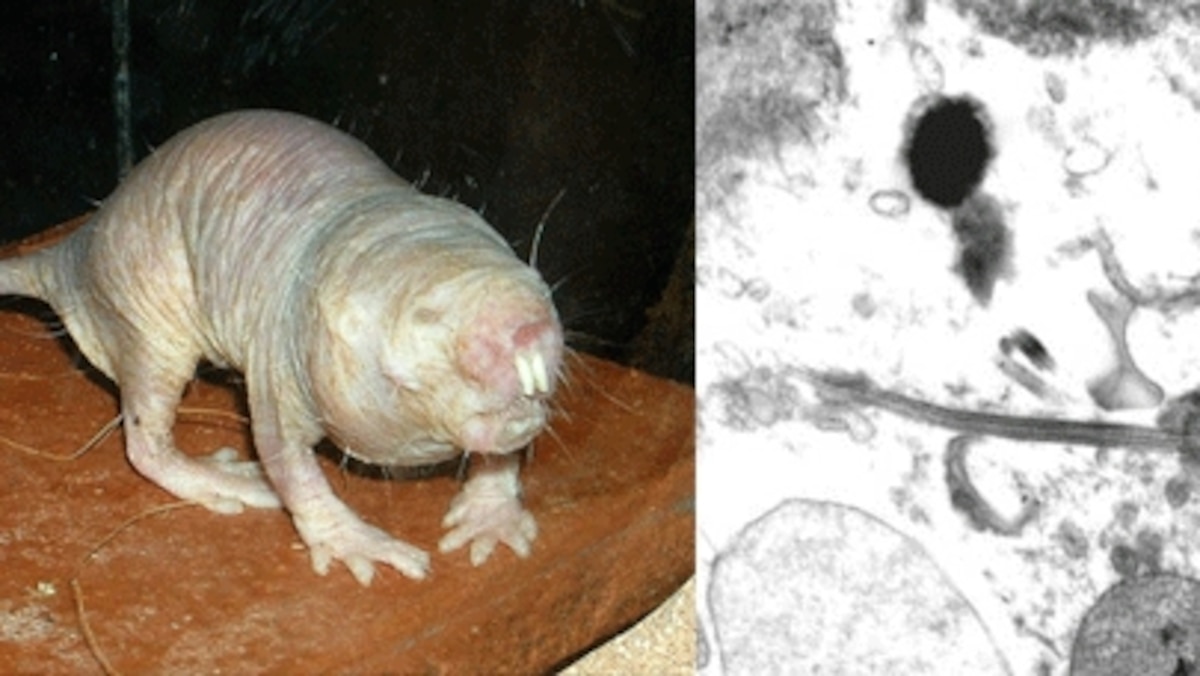 The rubbish sperm of the naked mole rat | National Geographic