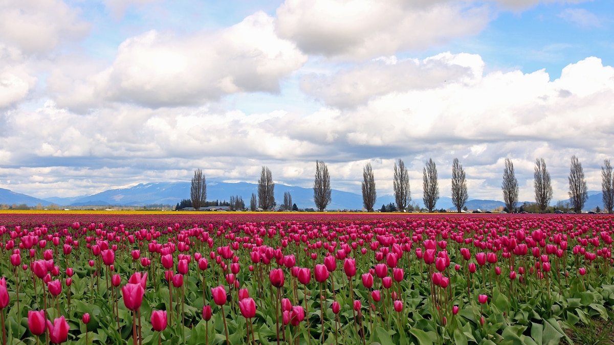 8 of the most spectacular places in the U.S. to see spring flowers in ...