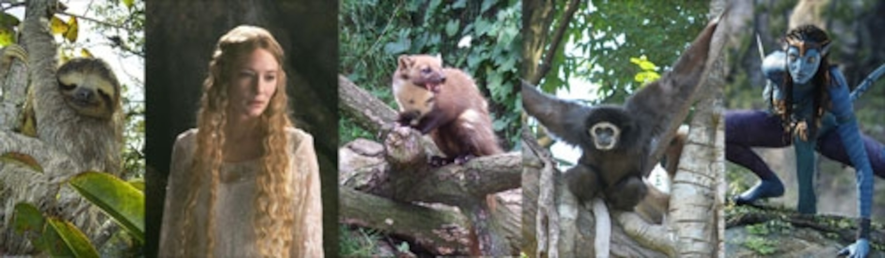 A life in the trees is a longer one | National Geographic