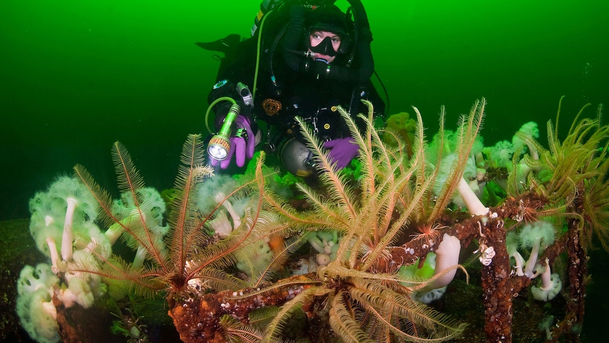 Scuba Dive Along British Columbia's Coast | National Geographic