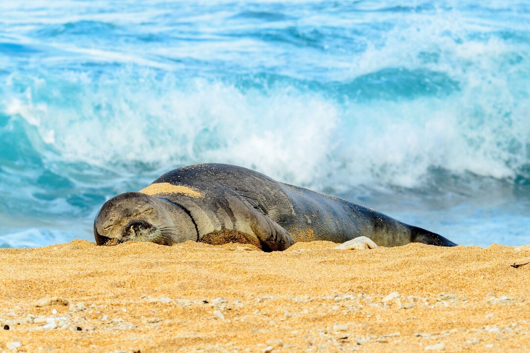 Kauai39s Hawaiian Monk Seals Everything You Need To Know WATCH: The