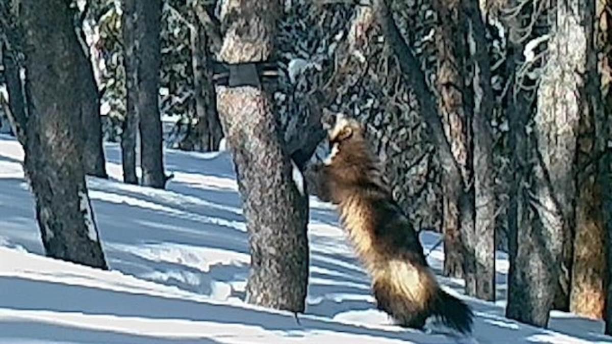 Rare Wolverine Encounter Caught on Camera in Rocky Mountains | National ...