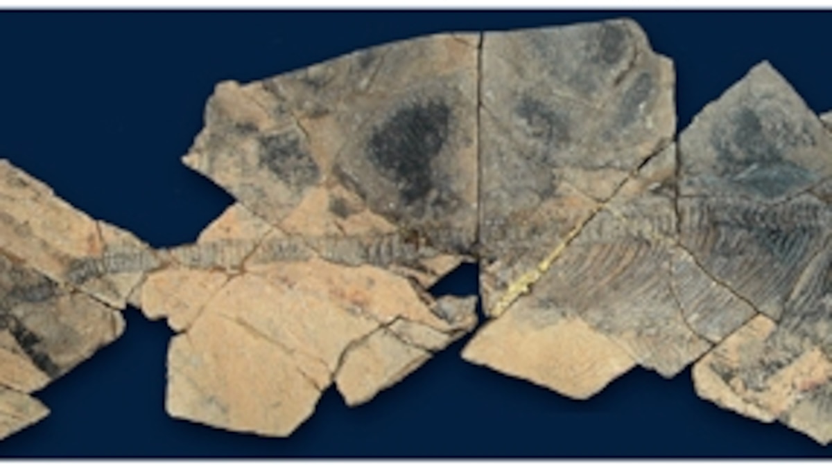 Shastasaurus sucked | National Geographic