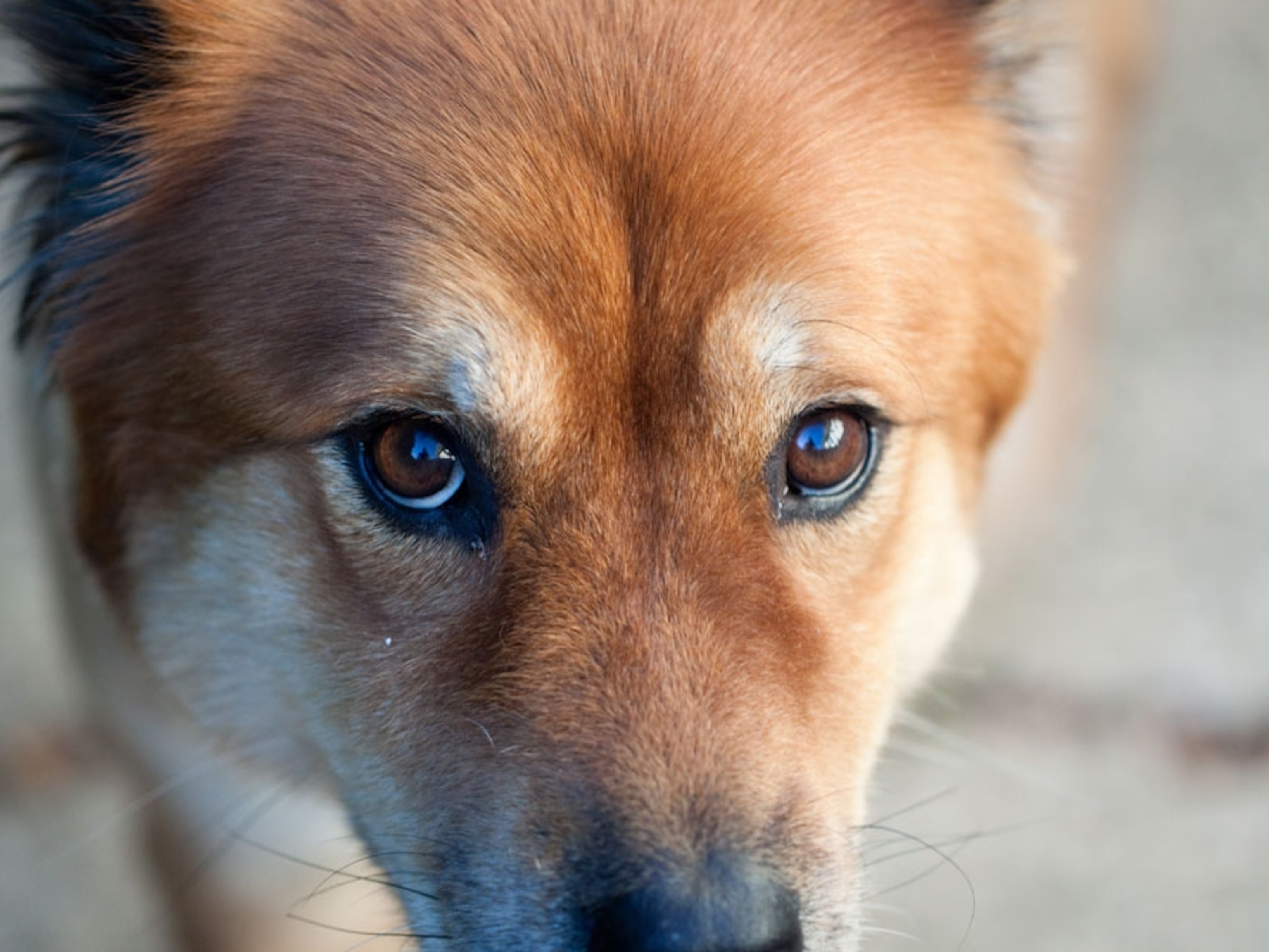 Dog Eye Contact With Humans at Rosie Halsey blog