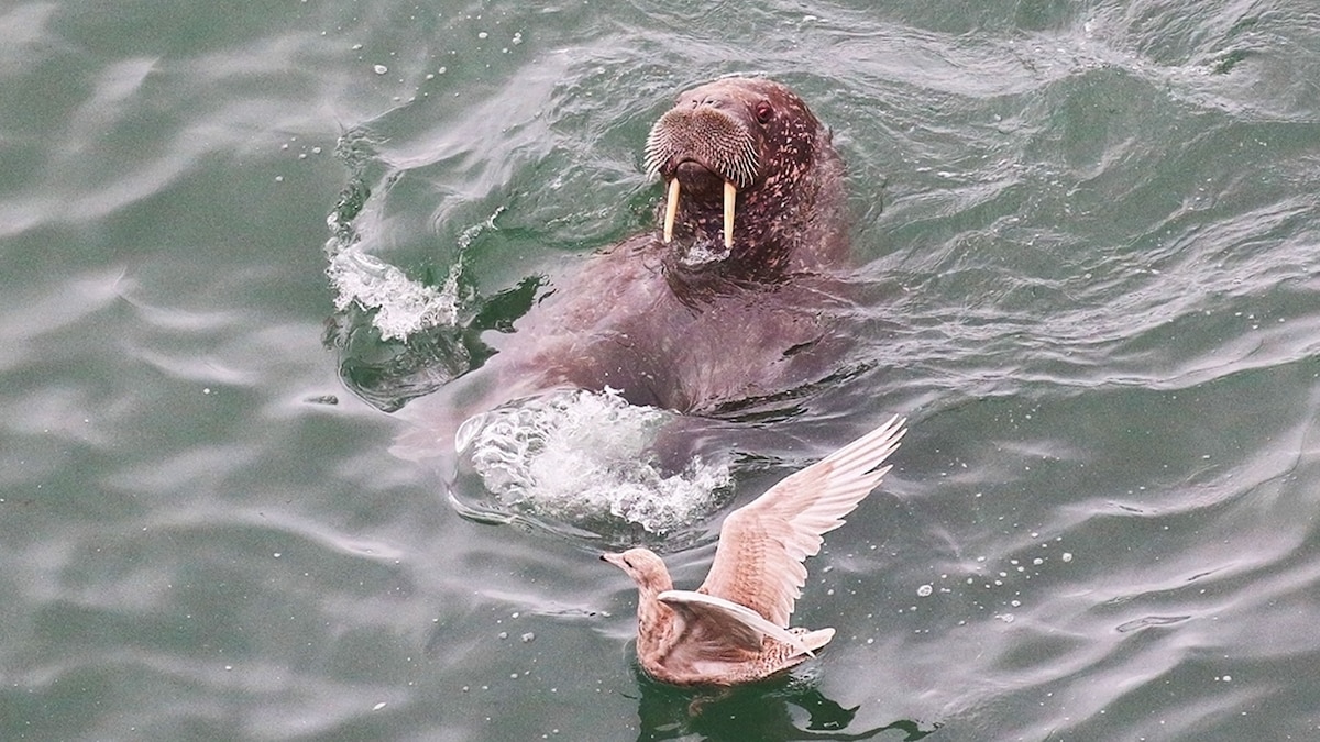 Walruses Found Using Birds as Toys for First Time | National Geographic