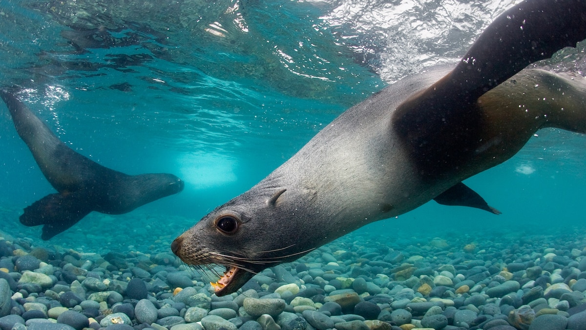 Ocean Health Gets "D" Grade in New Global Index | National Geographic