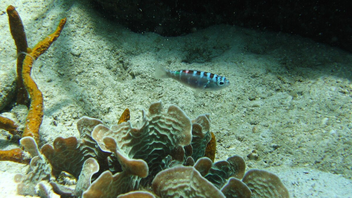 These Fish Swap Their Sex Up to 20 Times a Day | National Geographic