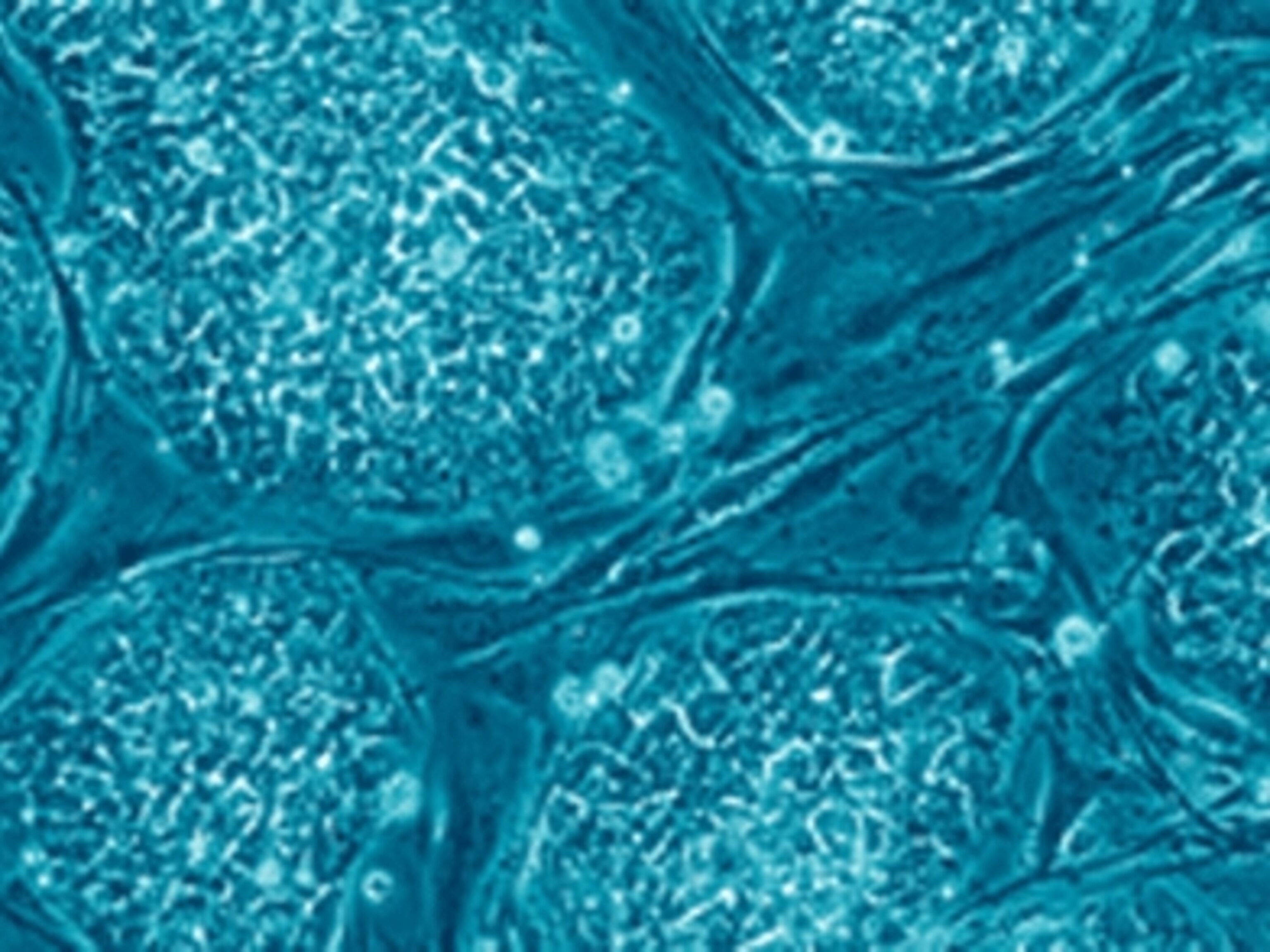 Scientists Have Created a Genetic Roadmap for Embryonic Stem Cells