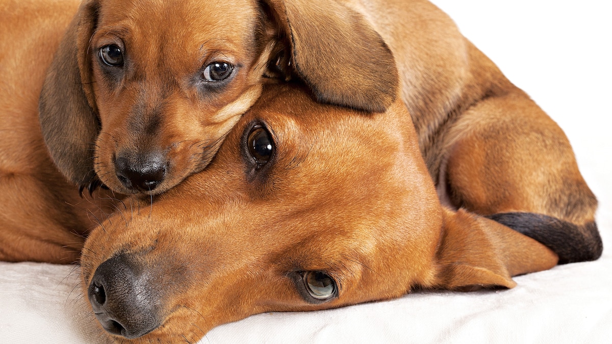 Animal Father Pictures - Animal Wallpapers - National Geographic ...