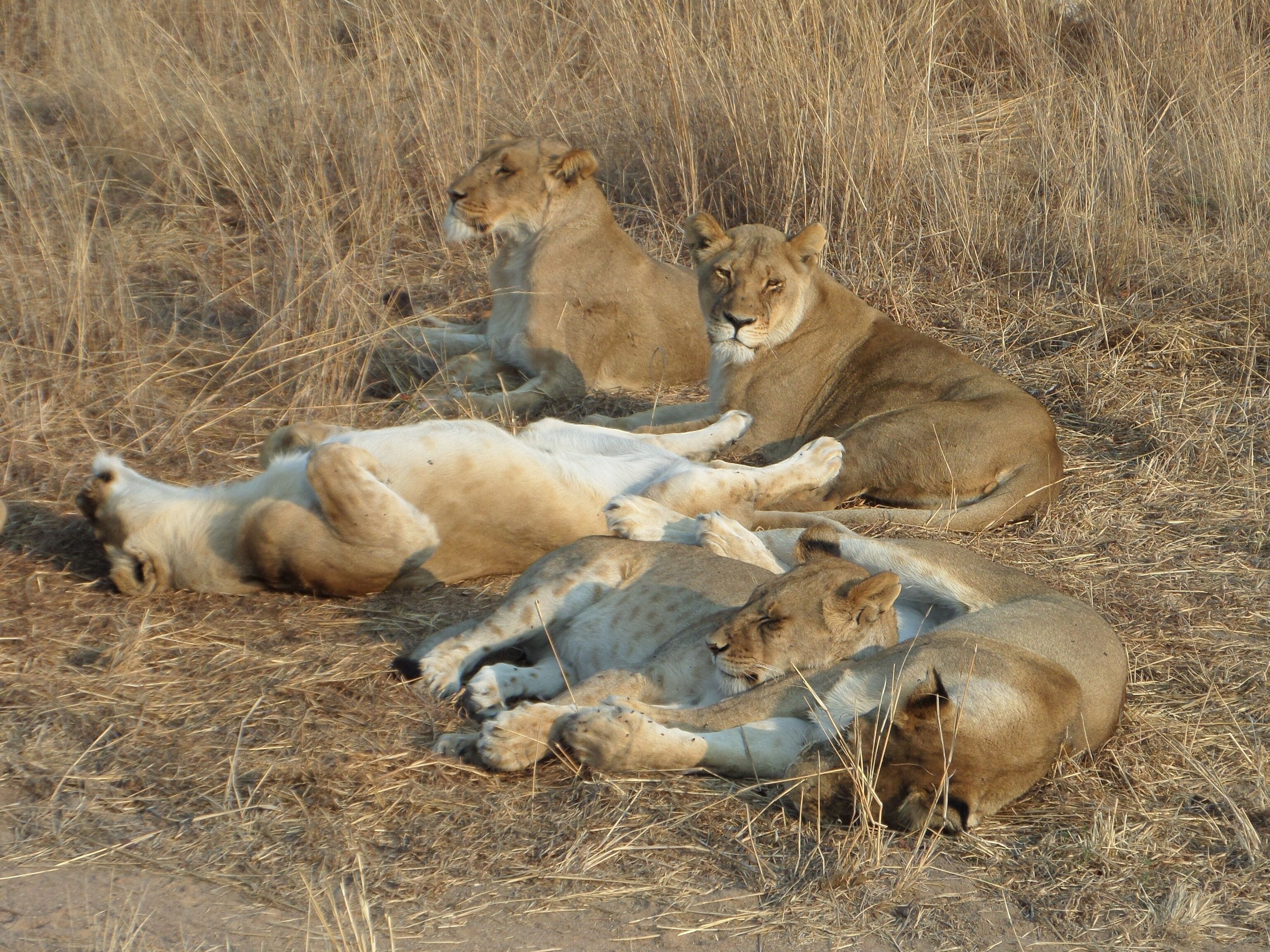 Is Captive Lion Hunting Really Helping to Save the Species?