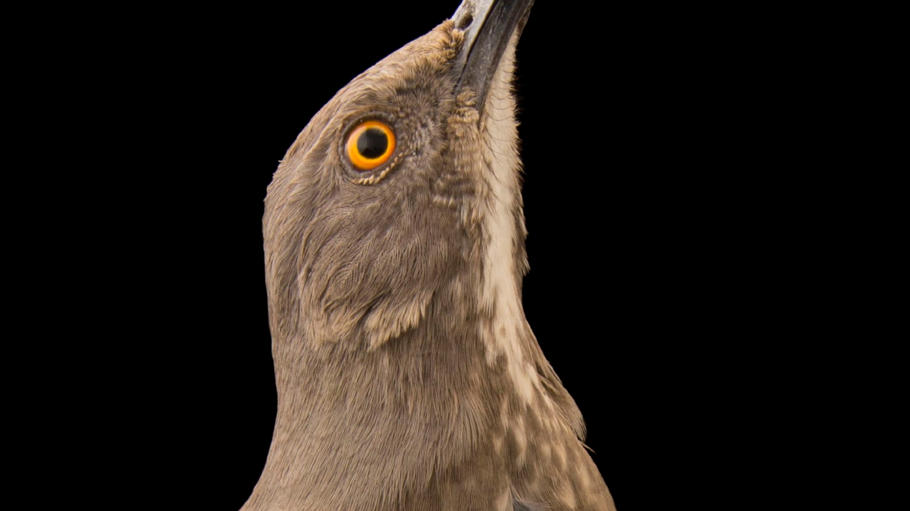 Orange Breasted Brown Thrasher