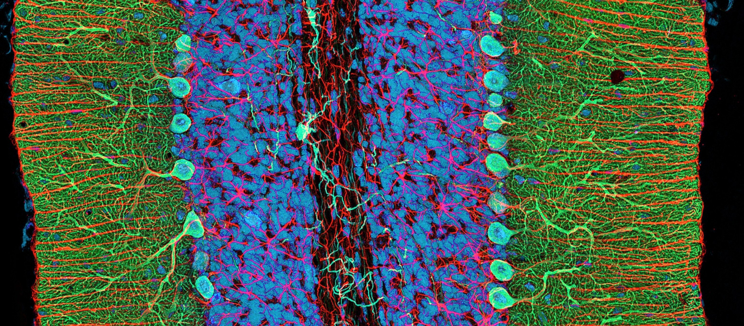 Watching Bodies Evolve | National Geographic