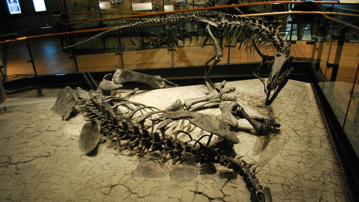 Meet Marshosaurus, the Jurassic’s Forgotten Predator | National Geographic