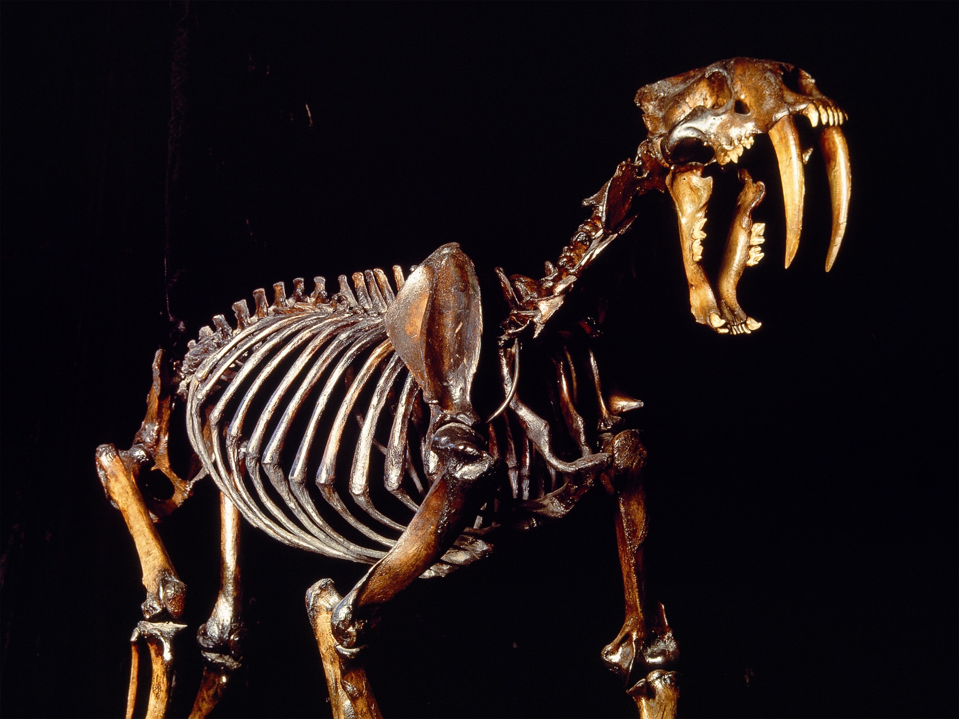 Extinct Saber Tooth Tiger