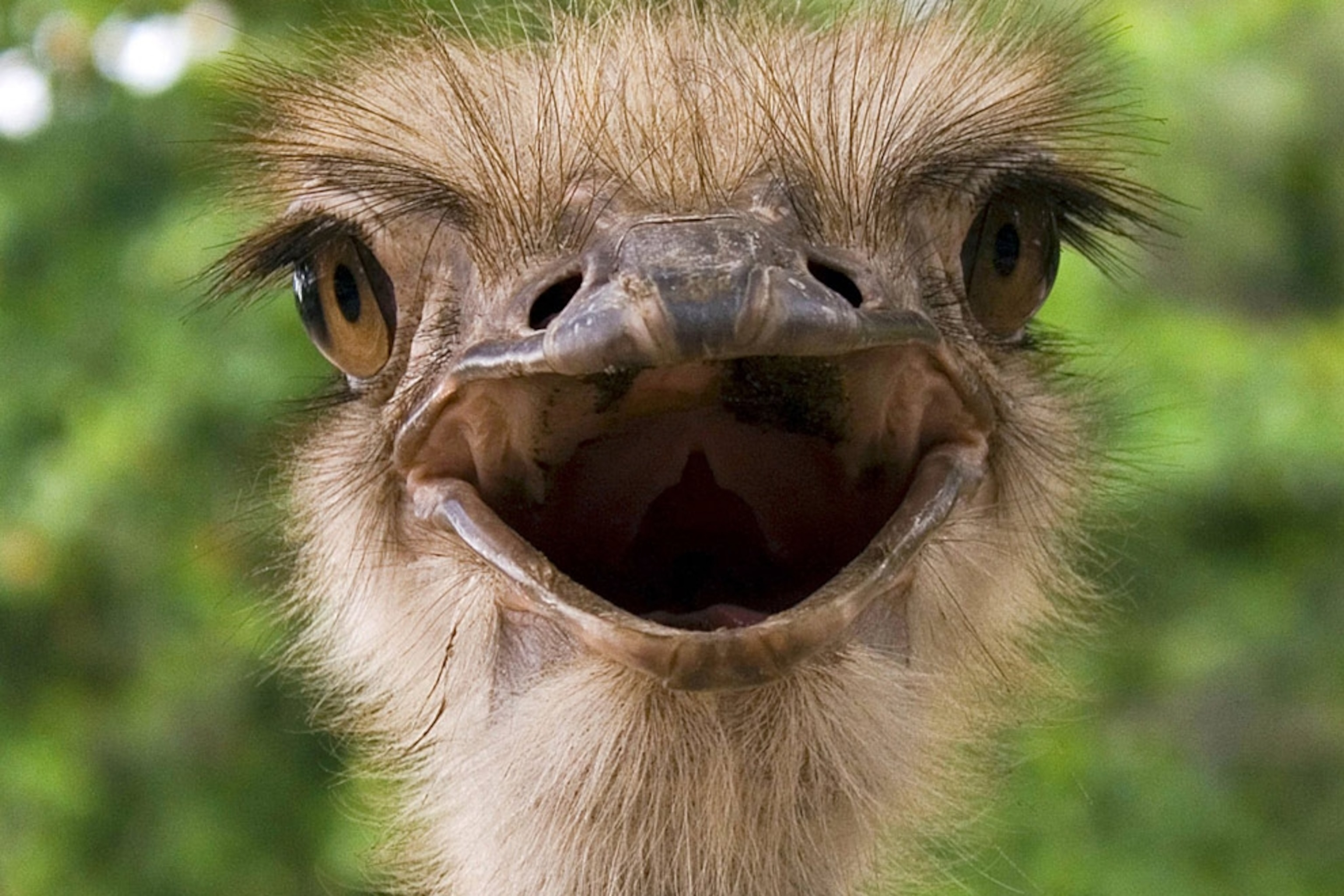 Smiling Emu