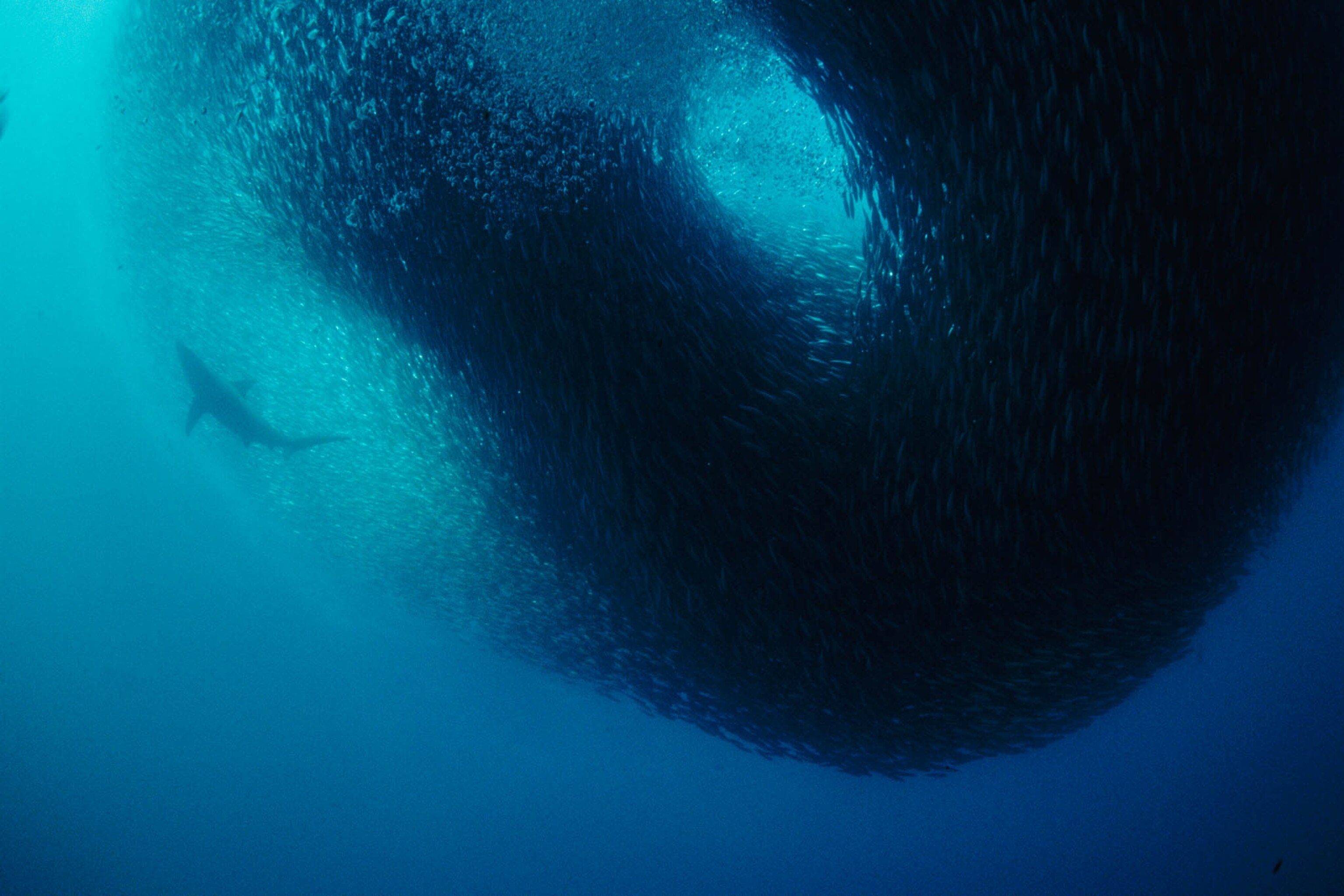 30 colorful photos from the Nat Geo archives that will catch your eye
