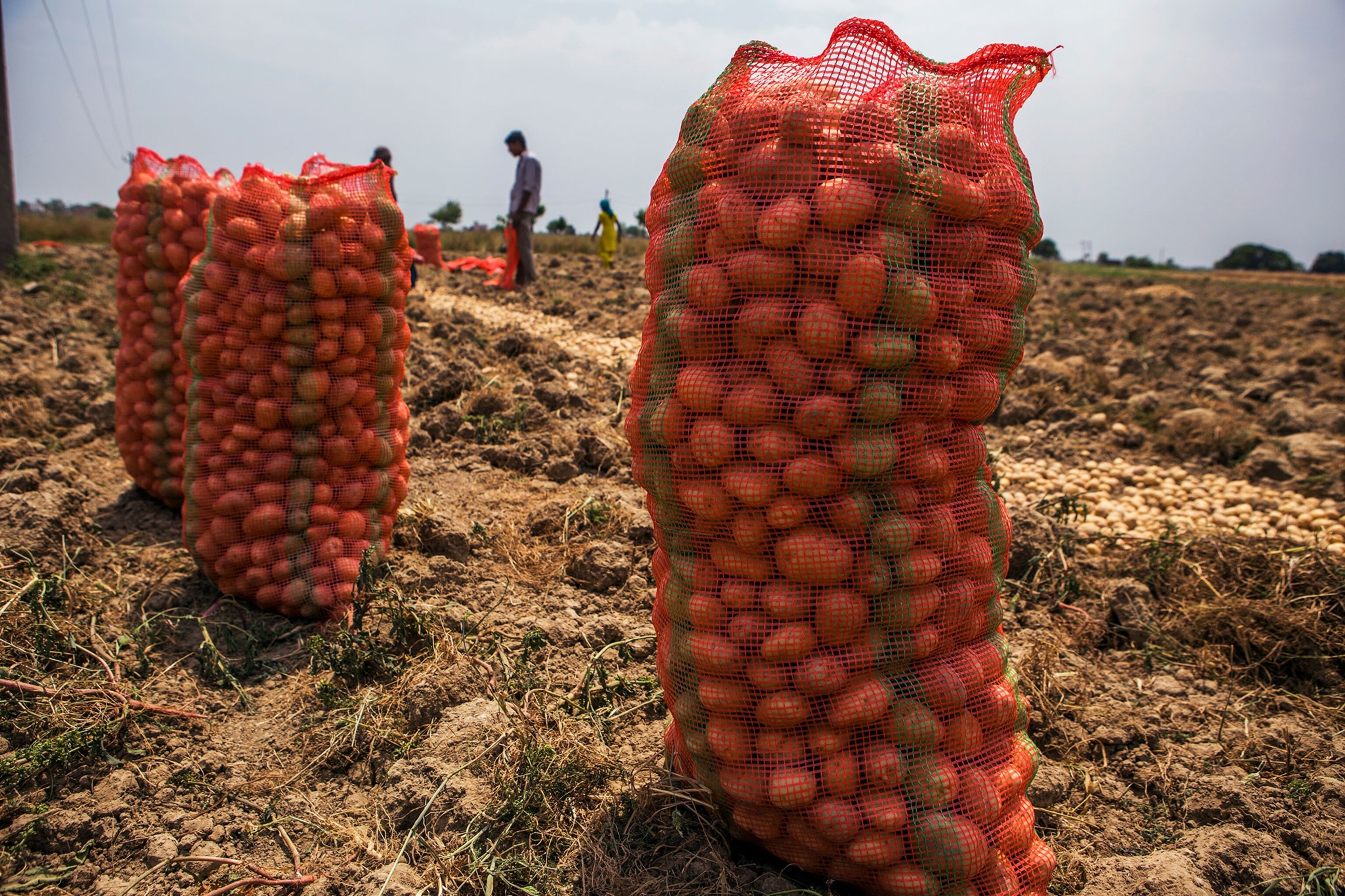 With Kisan Network, a Father and Son Aim to Connect Farmers Through Phones