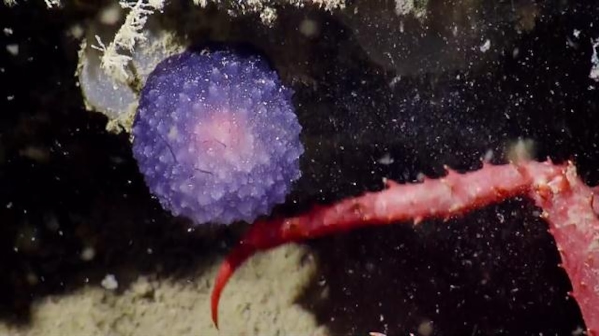 Mysterious Purple Blob Found on Ocean Floor—What Is it? | National Geographic