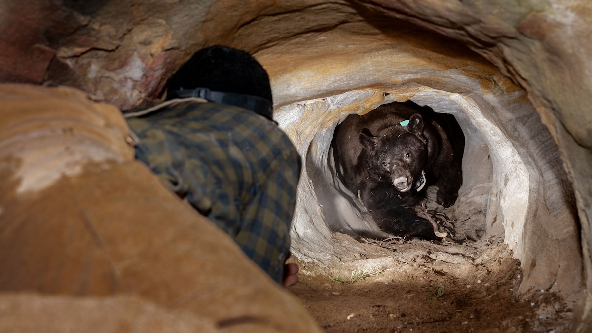 We thought this black bear was hibernating. We were mistaken. | National Geographic