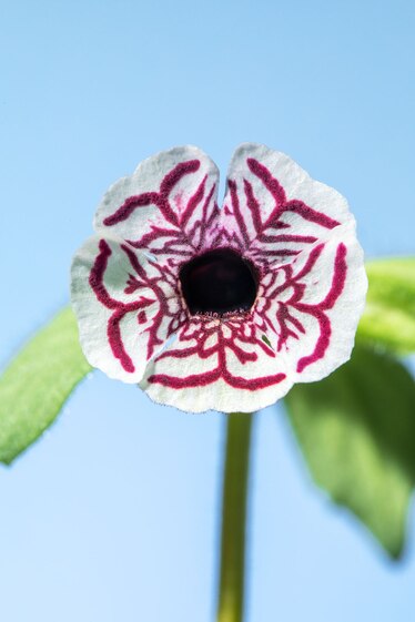 Flower Mathematical Function | Best Flower Site