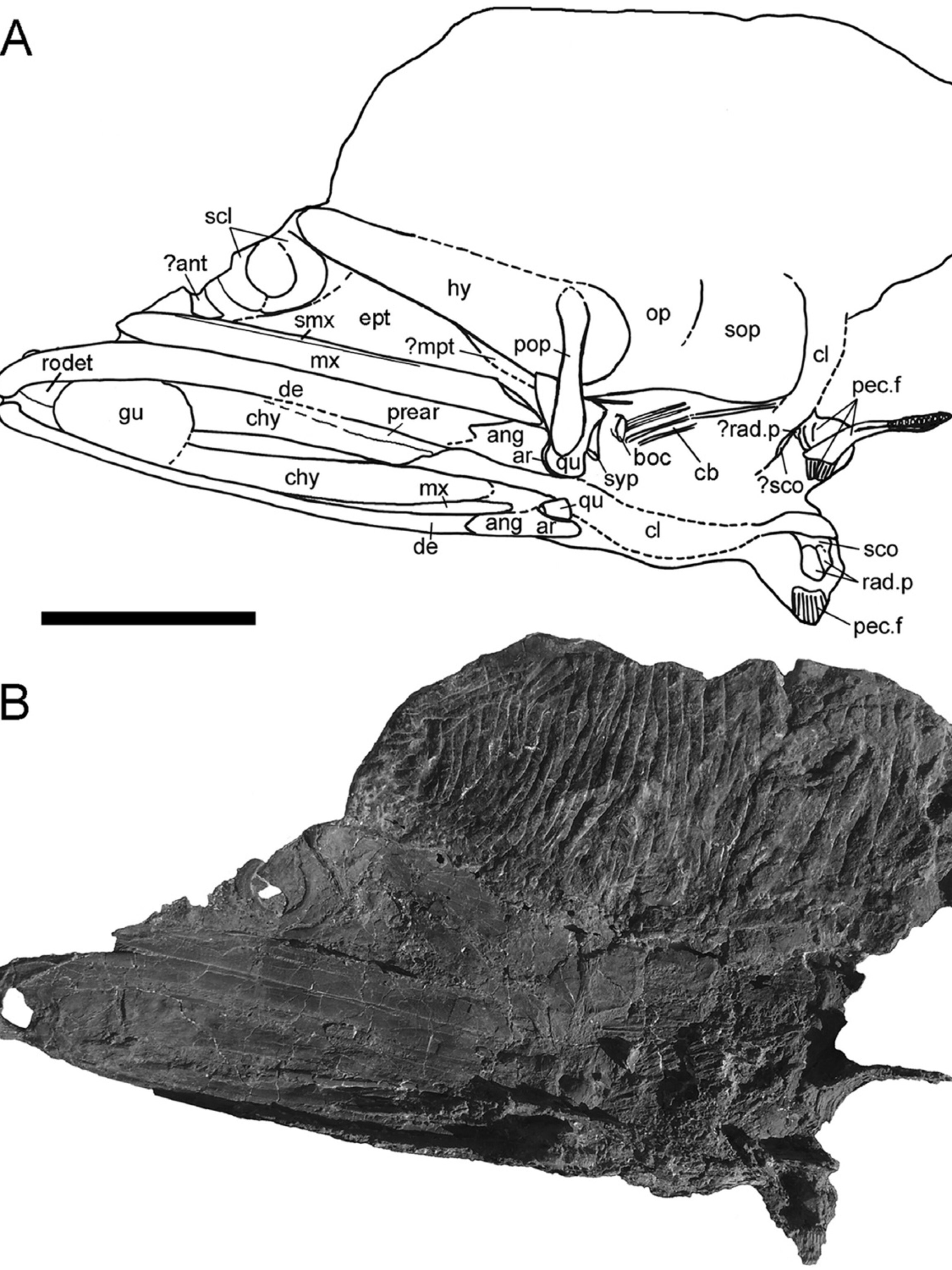Paleo Profile: The Purgatoire River’s Whale Fish