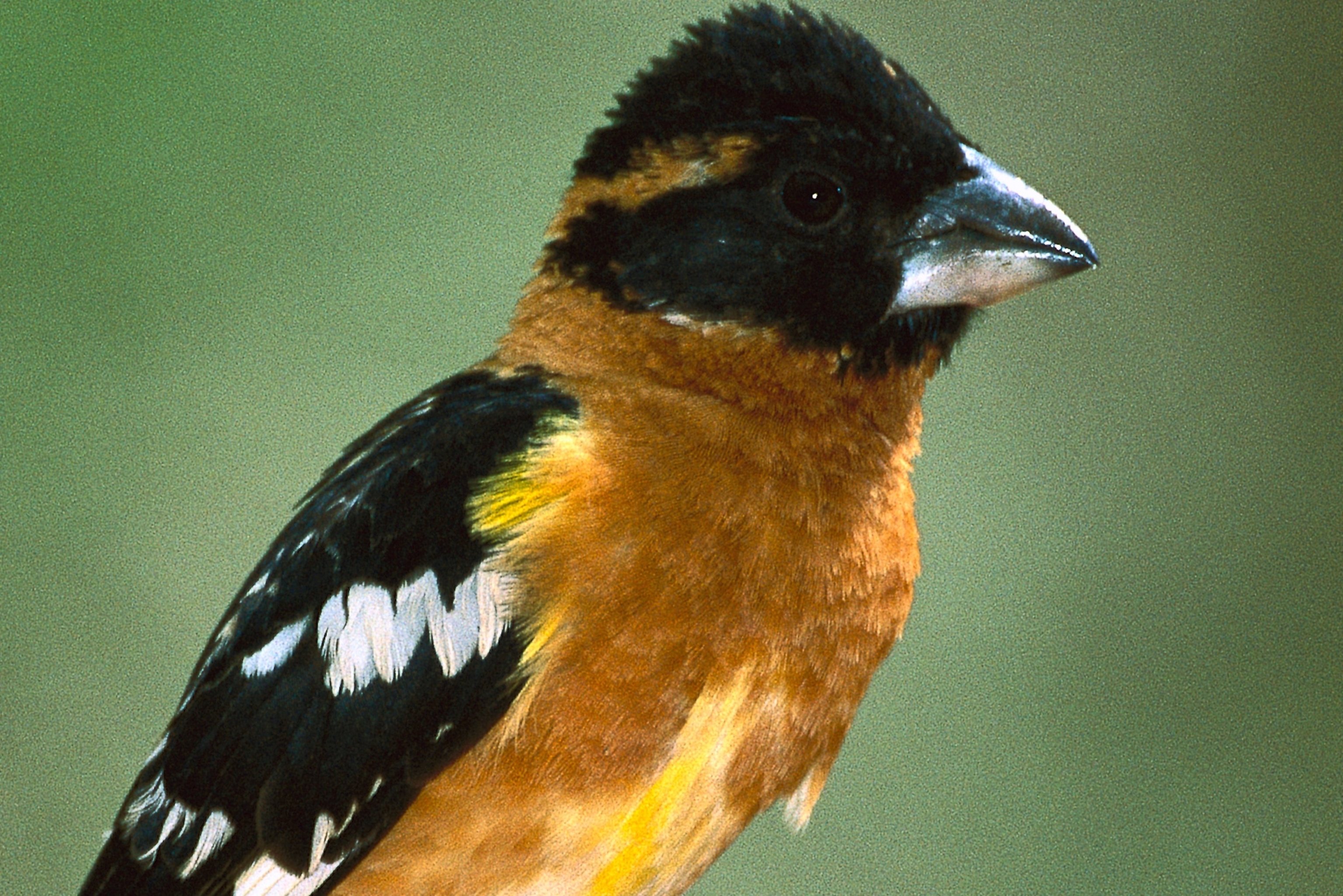 Grosbeak Identification