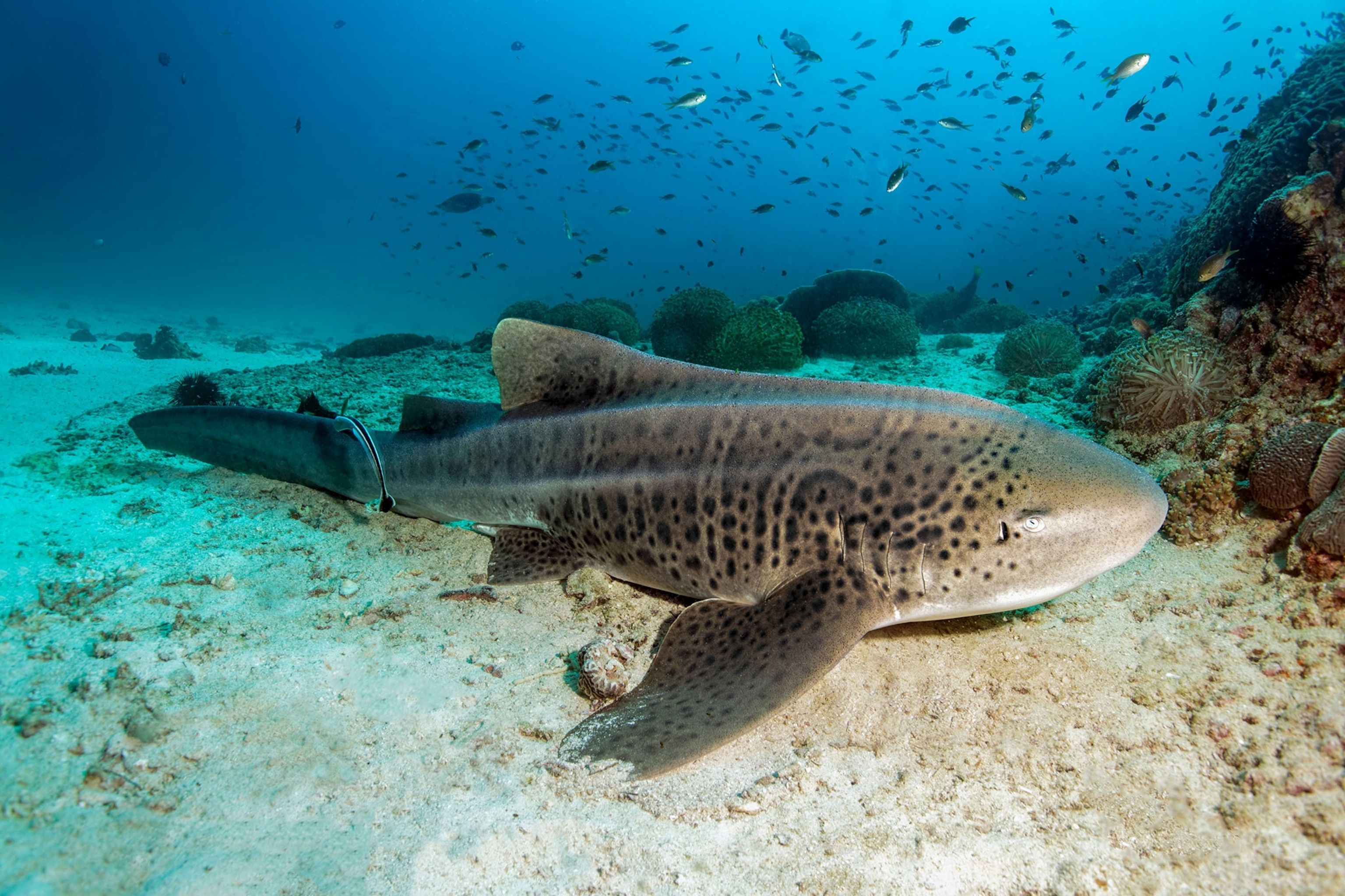6 amazing sharks you've never heard of