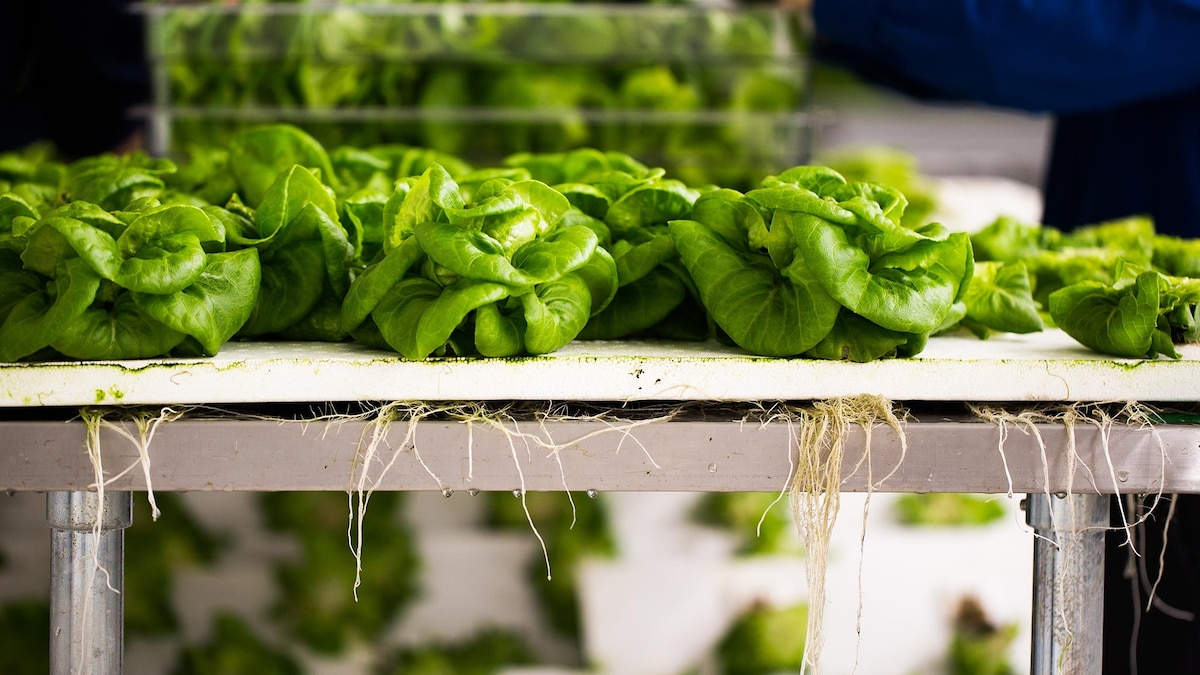 Your Greens Might Soon Be Grown in Warehouses | National Geographic