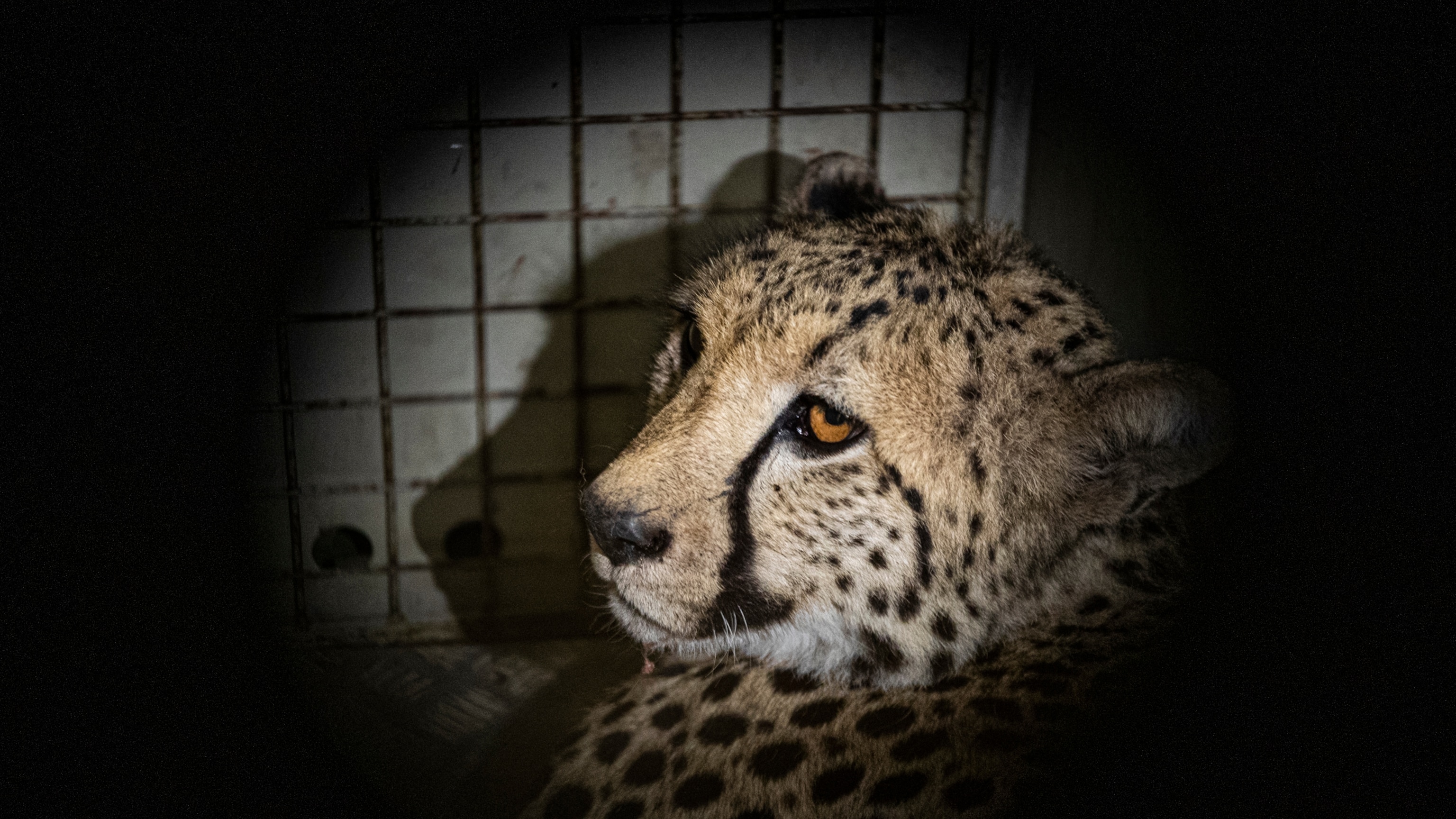 Black Cheetah Animal