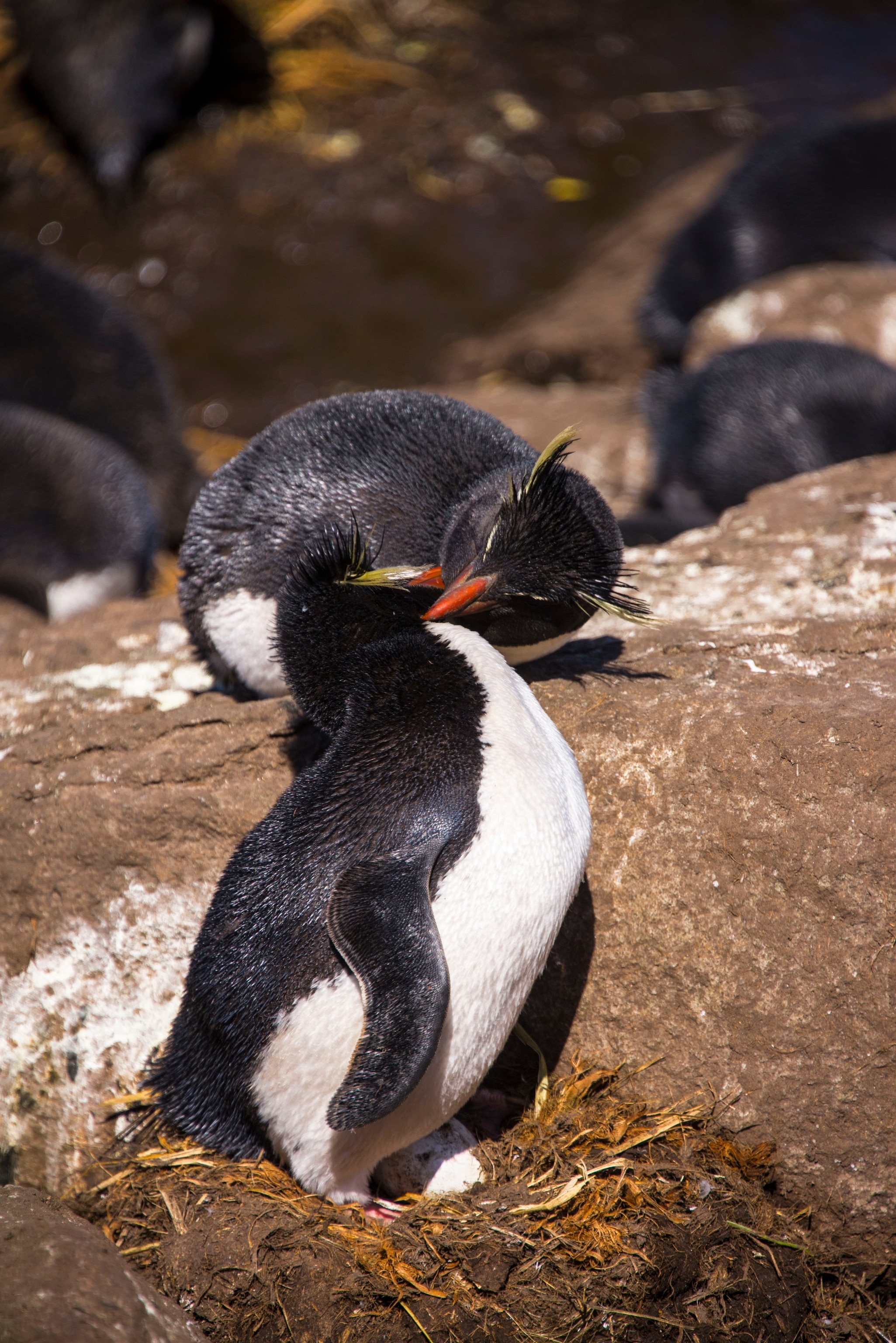 Erect Crested Penguin Nest