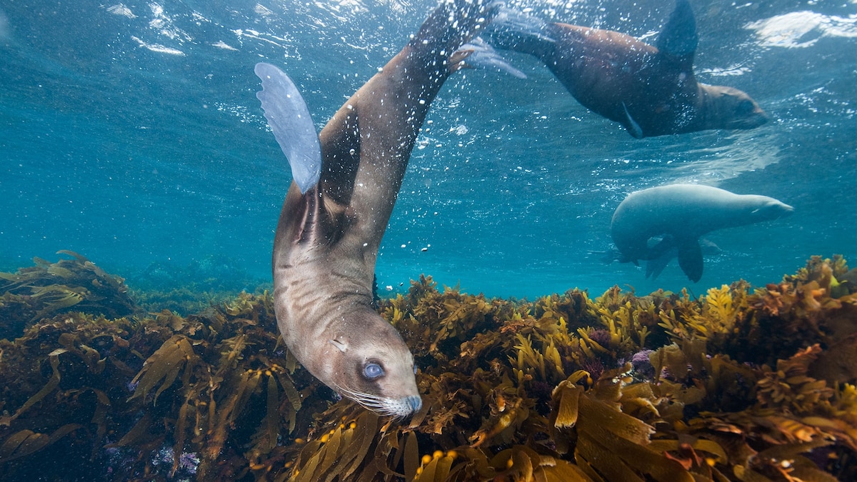 These Sick Animals Could Be Key to Understanding Cancer | National ...