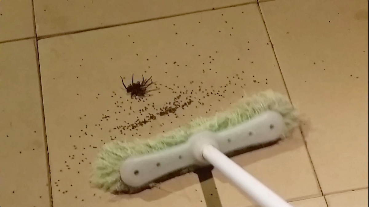 Watch: Wolf Spider Squashed, Hundreds of Babies Emerge | National ...
