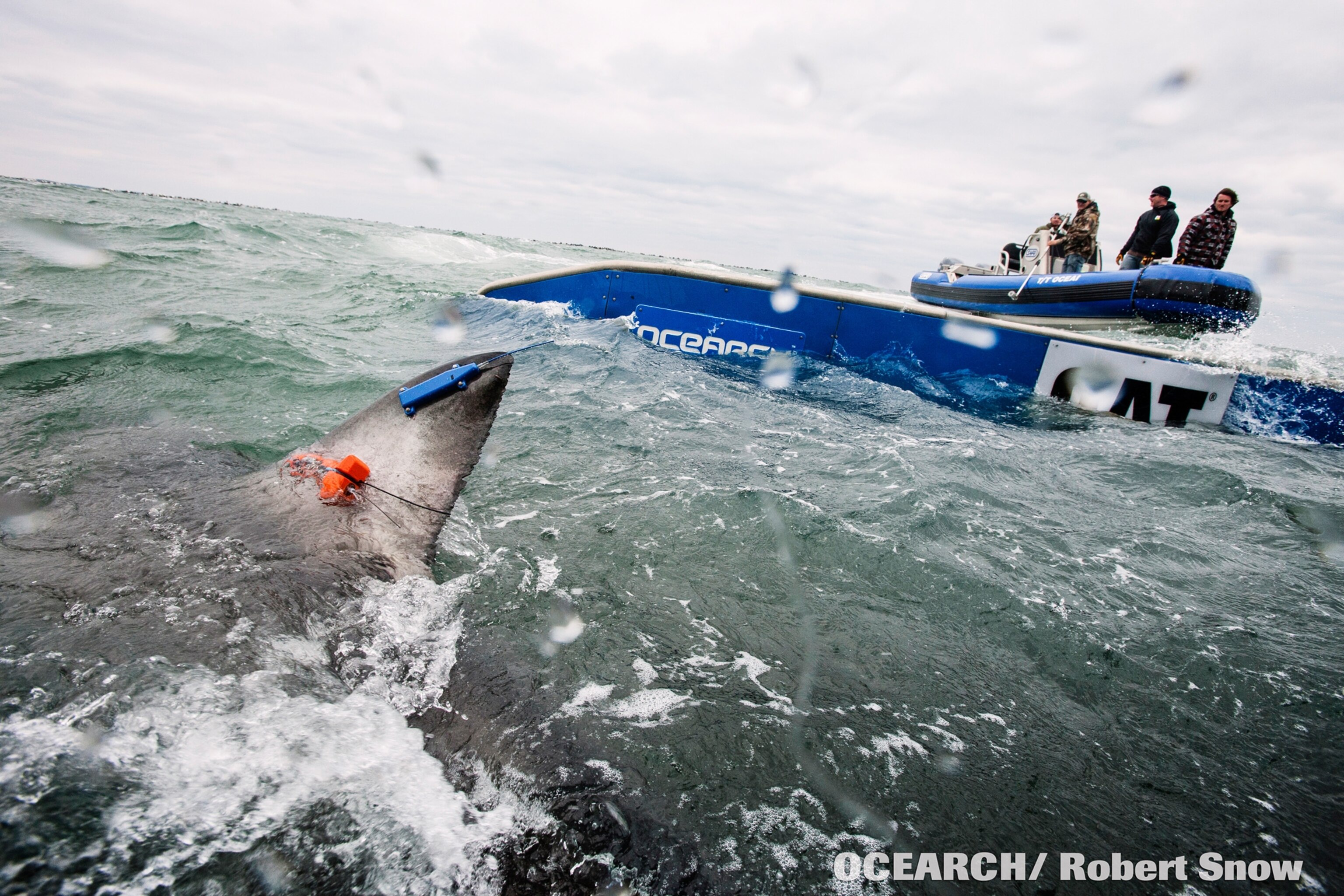 Scientists Track a Great White Shark Across the Atlantic for the First Time