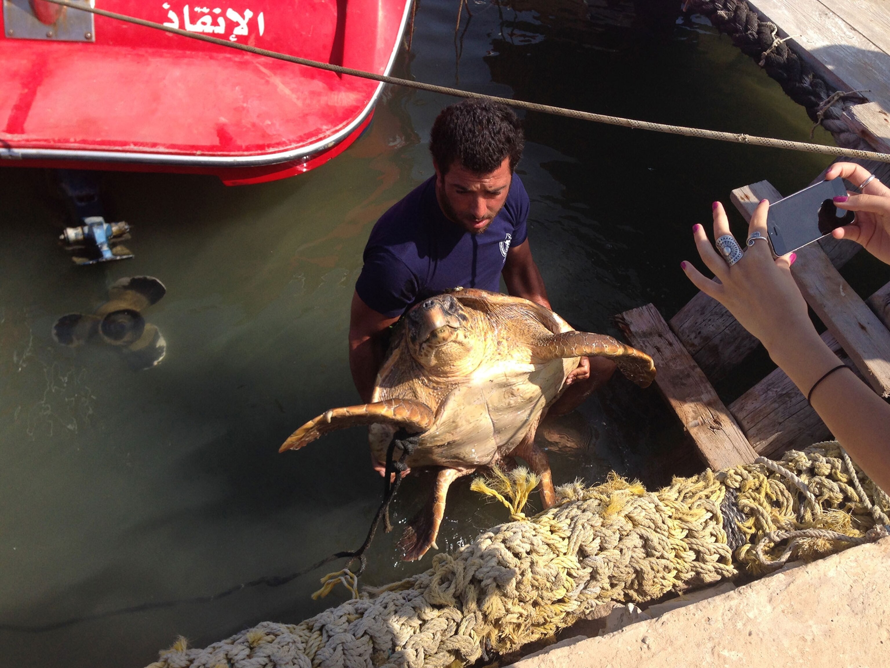 Sea Turtle Recovering After Being Stepped on and Beaten for Selfies