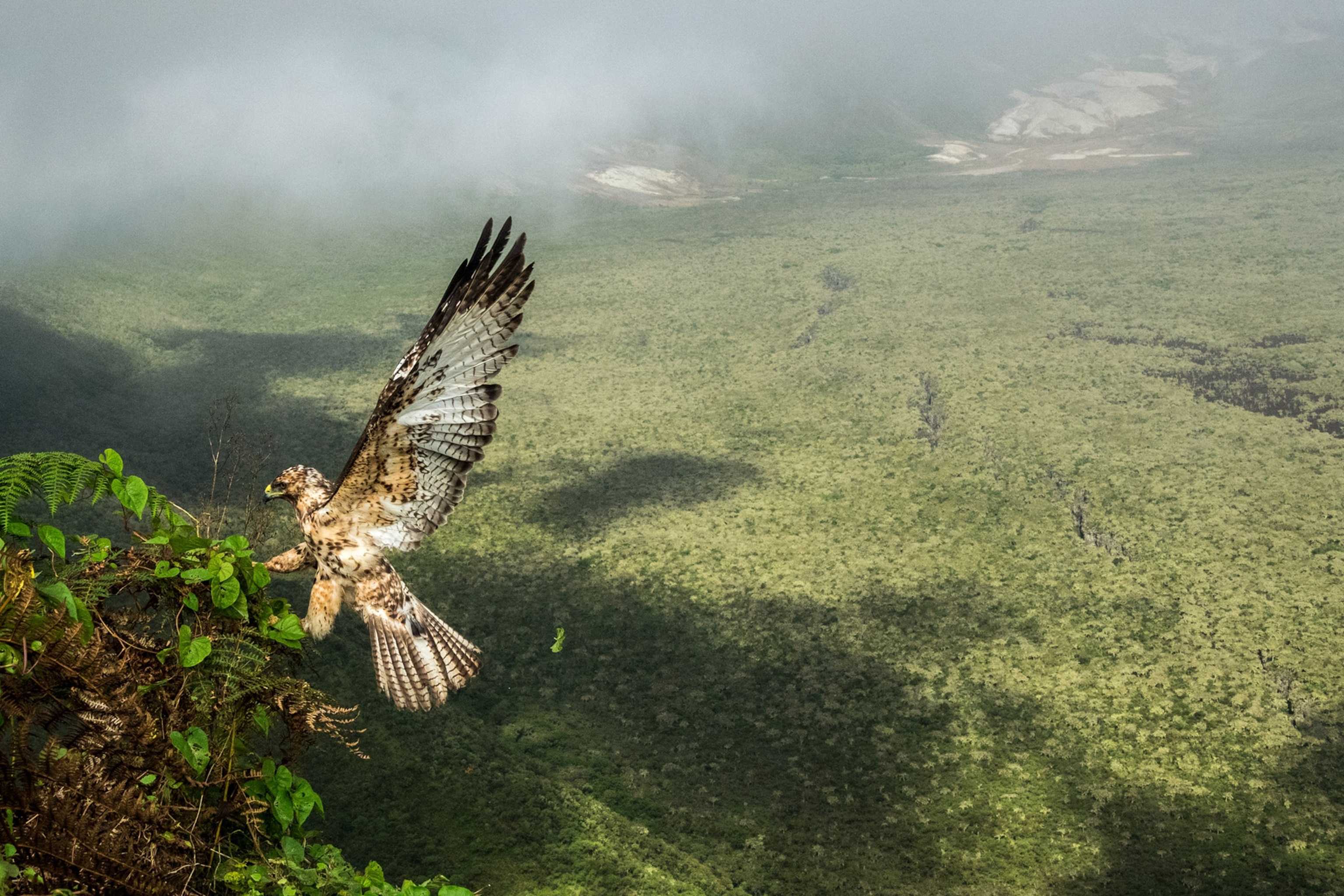 A Warming Planet Jolts the Iconic Creatures of the Galápagos