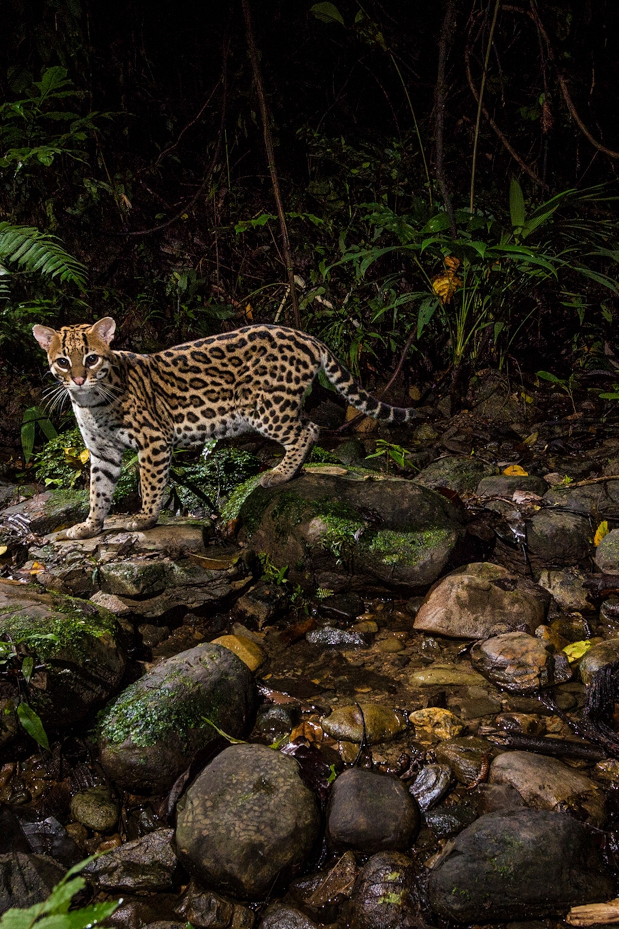 National Geographic 2017 Amazon Rainforest Animals Plant And Animal