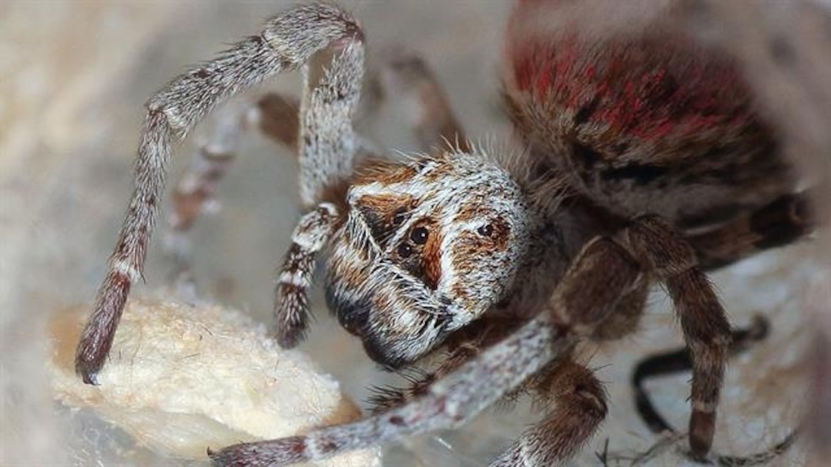 Watch Baby Spiders Eat Their Mothers Alive | National Geographic