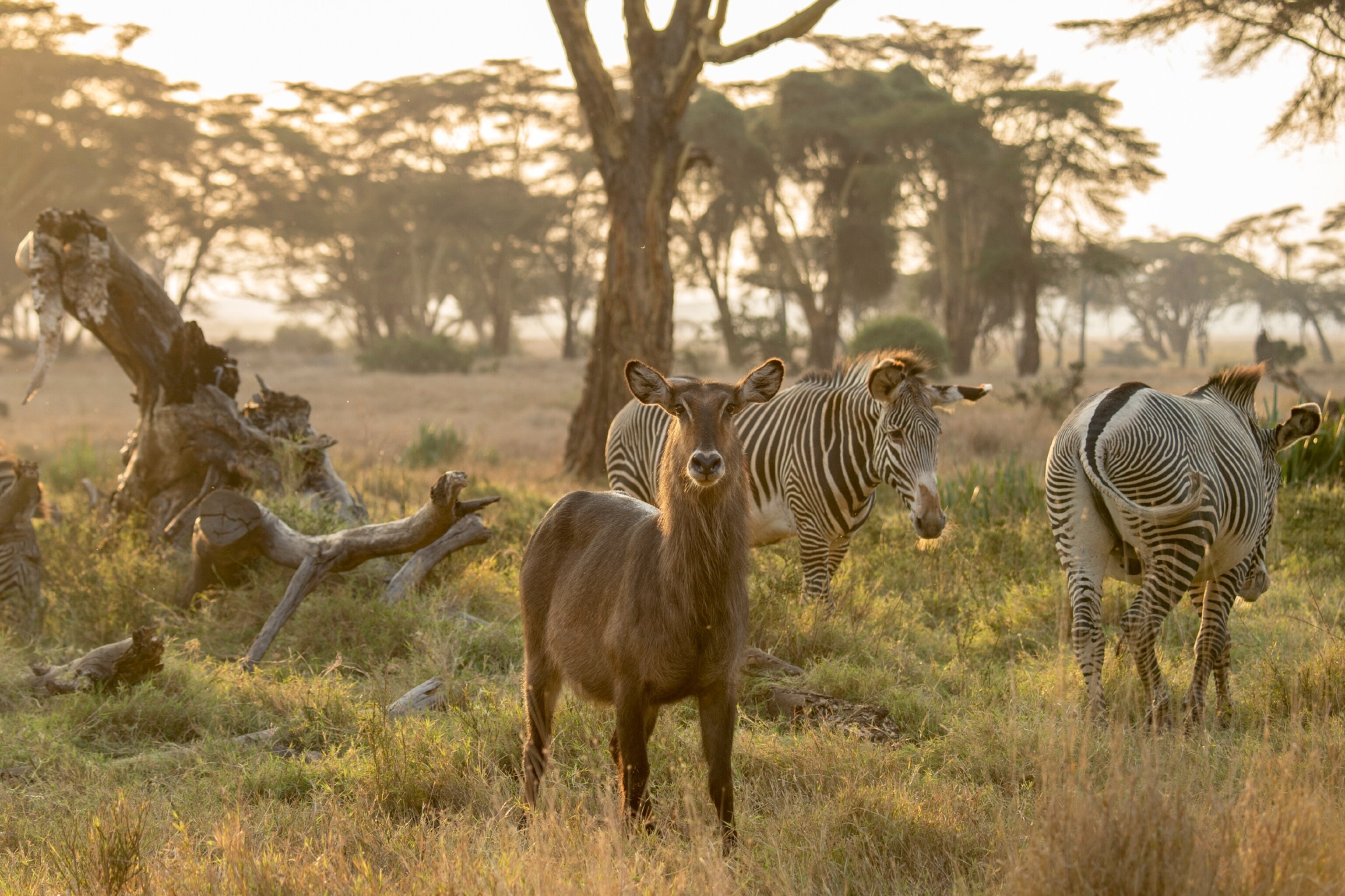 How to Photograph Wild Animals (Without Getting Hurt)