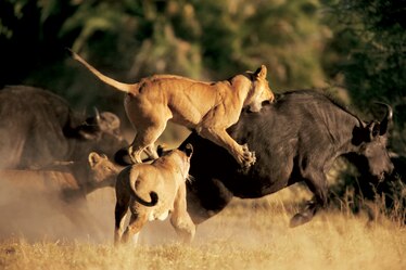 Protecting Predators