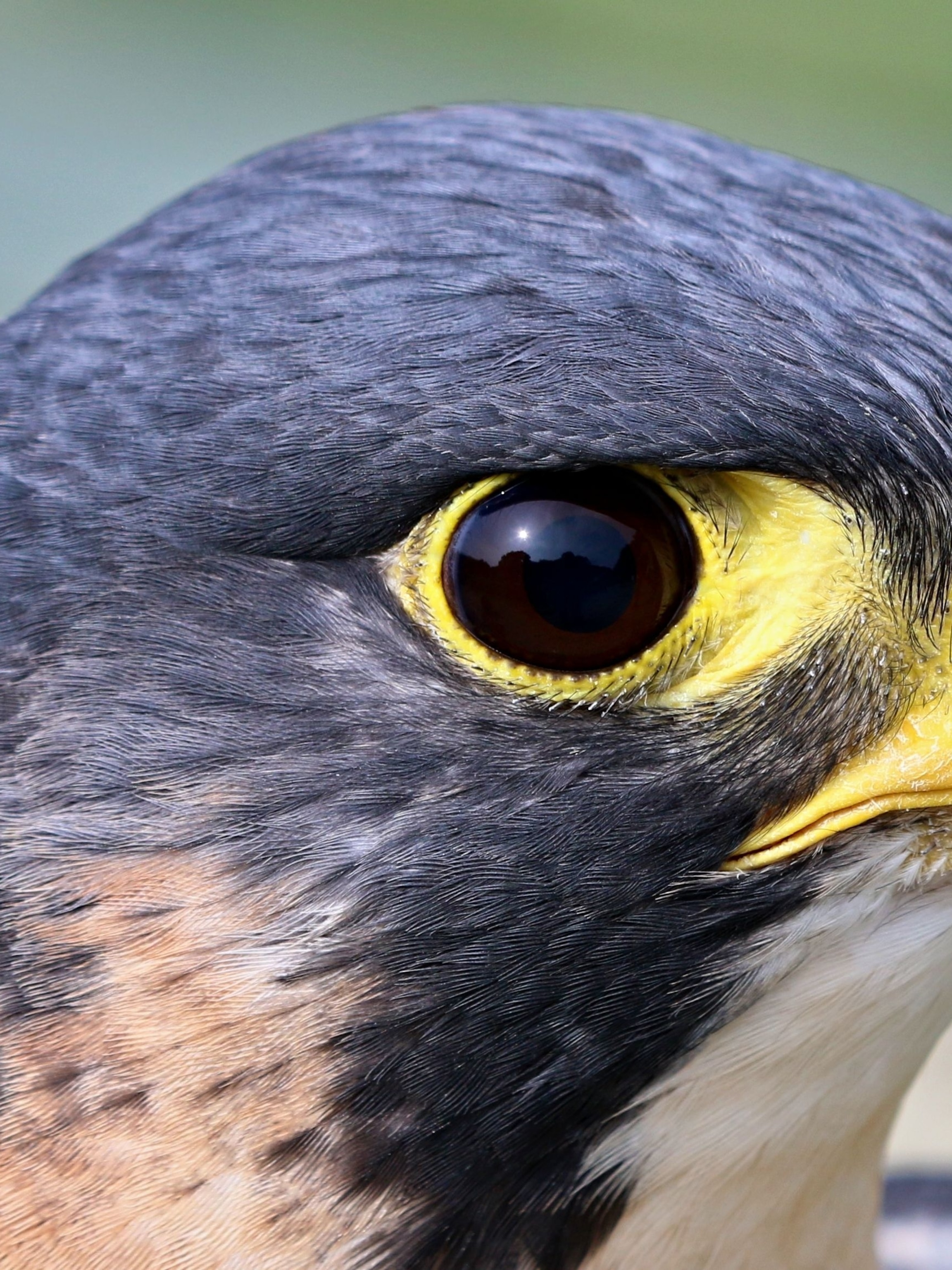 Biggest Falcon In The World