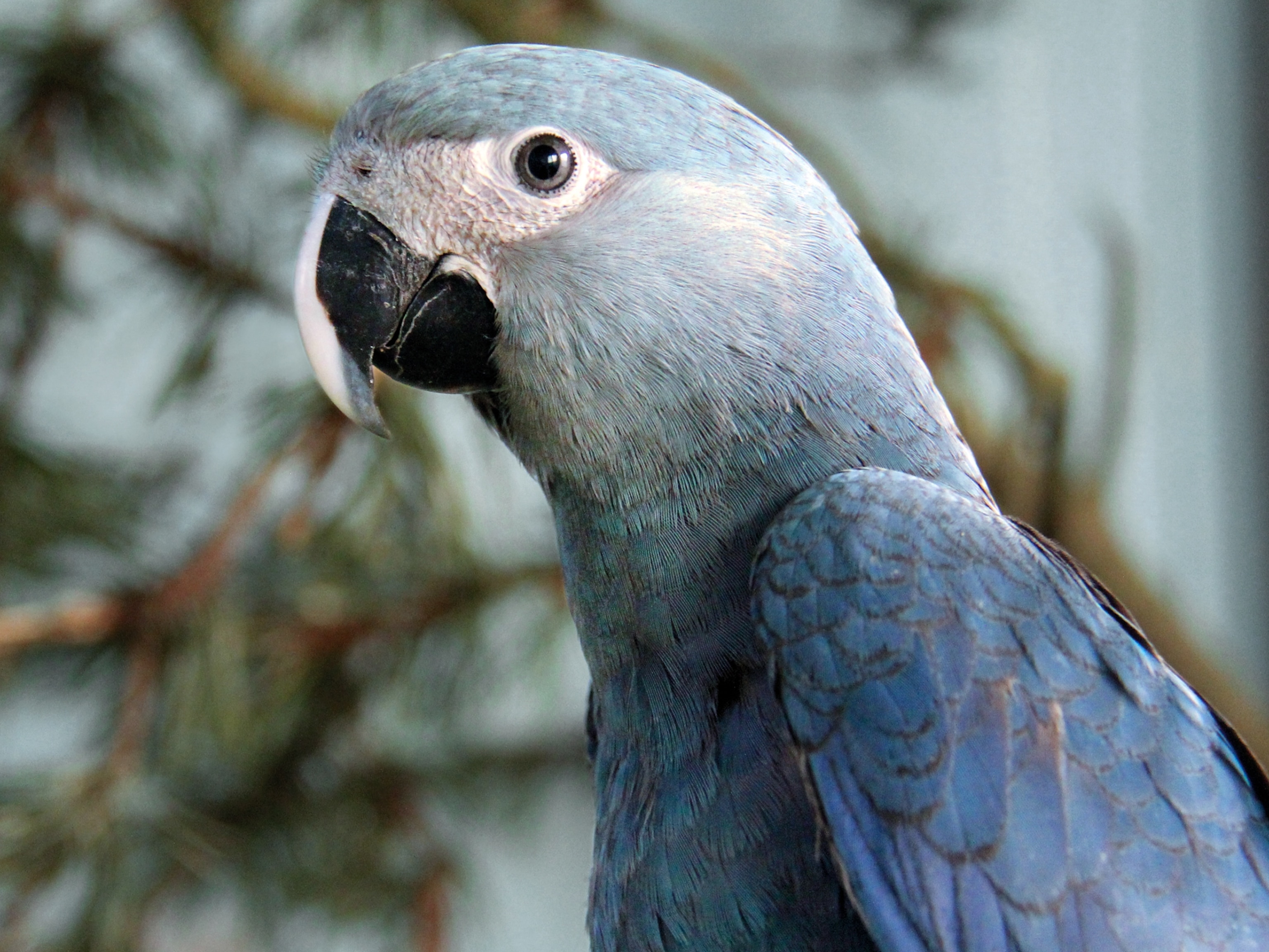 Flames in space are otherworldly—and tomatoes on Earth feel the heat