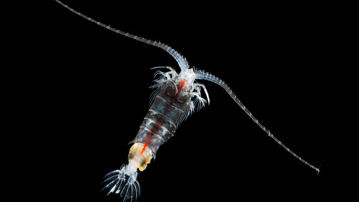 Deafening Blasts Kill These Ocean Animals For Miles | National Geographic